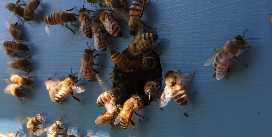 Apiary - shepherdswatchfarm